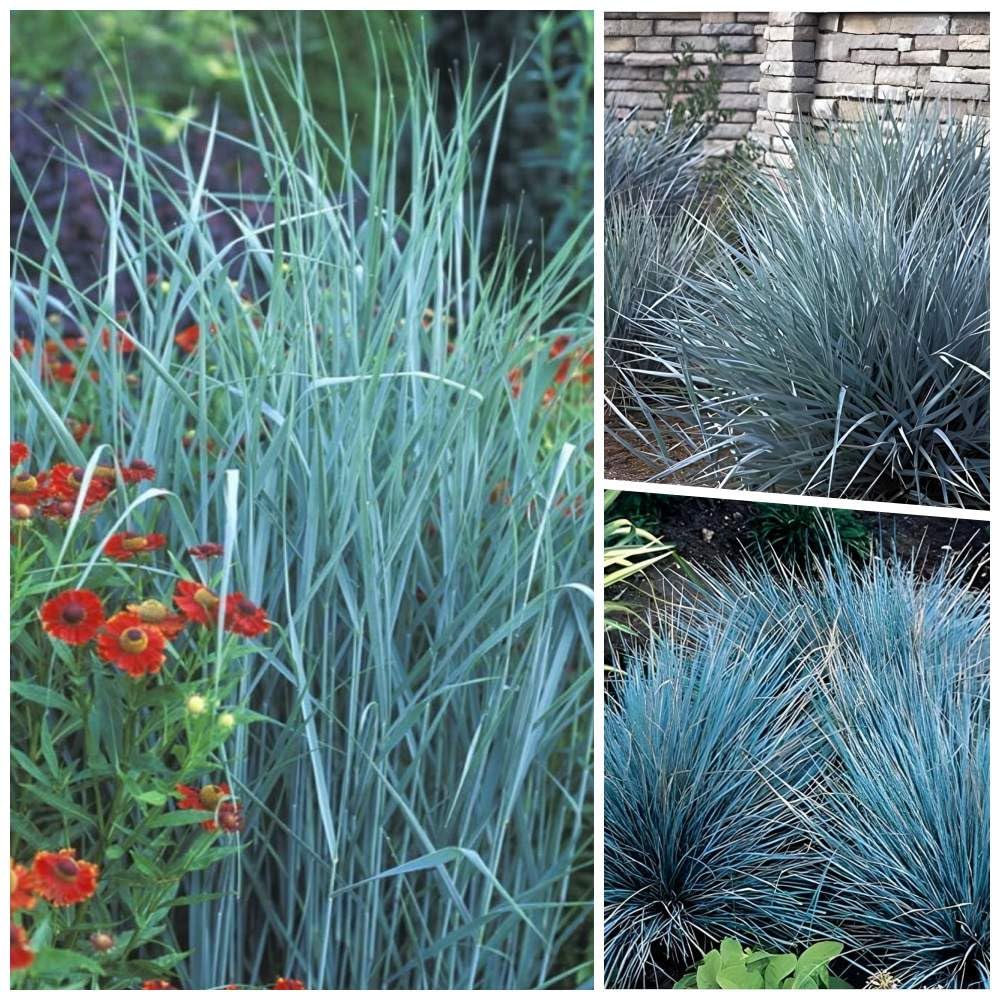 Blue Ornamental Grass Blue Fescue: A Small, Colorful Grass For Your