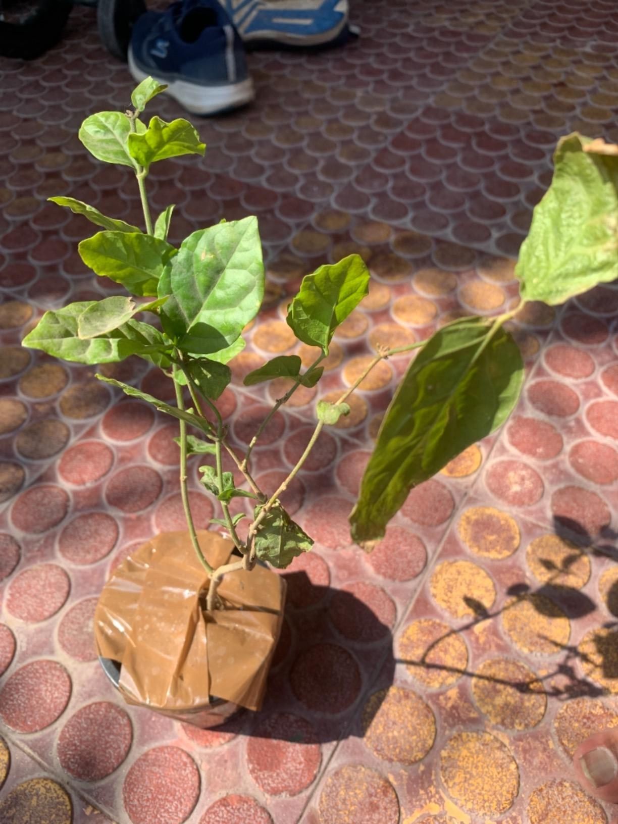 Plantsworld Bel Patra - Aegle Marmelos Live Plant : Amazon.in: Garden ...