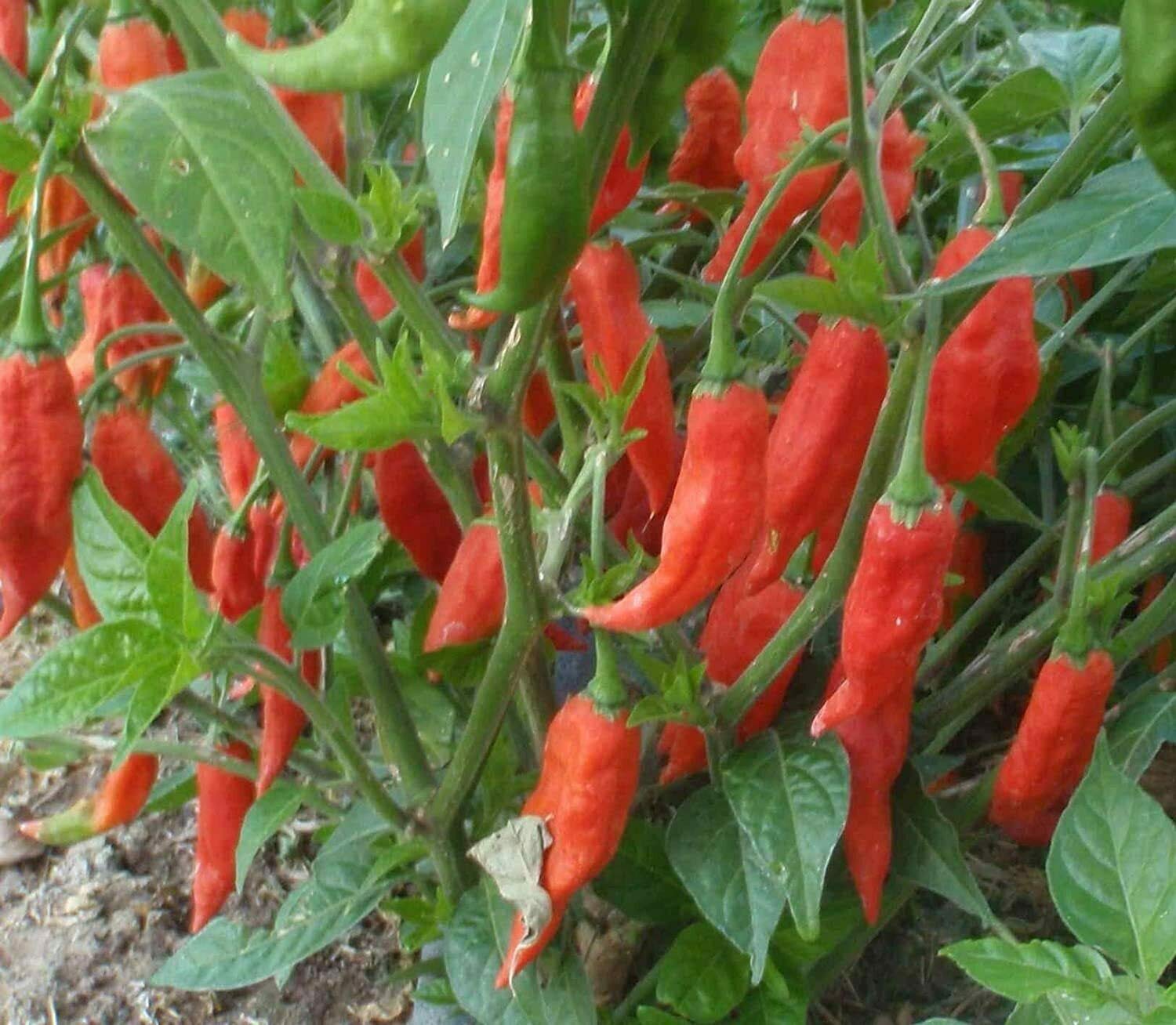 100 Thai Hot Chili Pepper Seeds Grown Capsicum Frutescens VAR Pod 100-thai-hot-chili-pepper-seeds-grown-capsicum-frutescens-var-pod