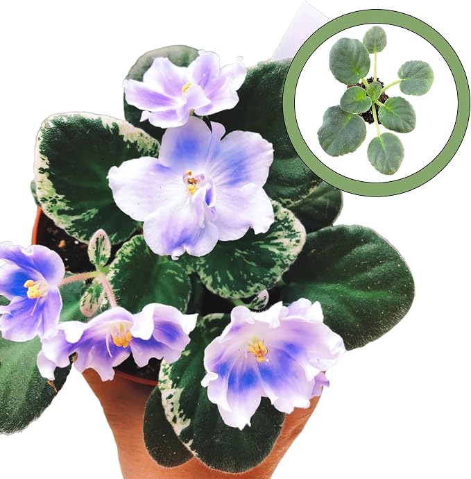 Amazon.com : RS Ariel African Violet Starter Plant : Patio, Lawn & Garden