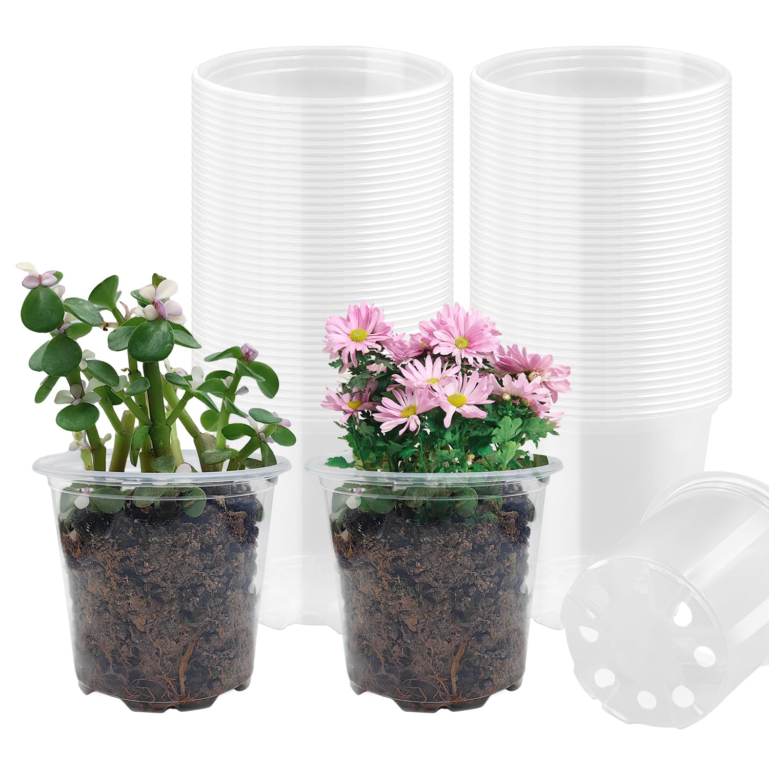 Snapklik.com : RooTrimmer 4" Clear Seeding Pots 50-Pack Round For Seeds ...