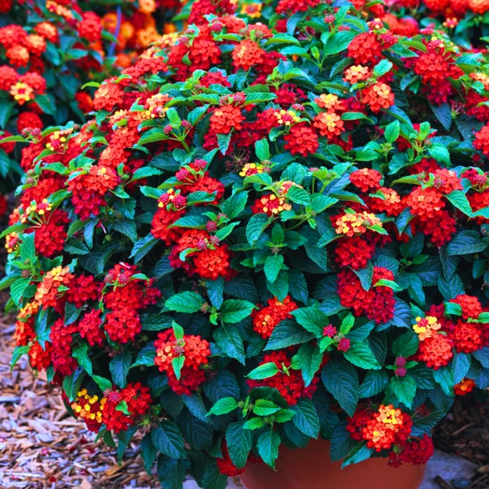 Amazon.com : 2 Red Lantana Plants Live, Lantana Live Plants for ...