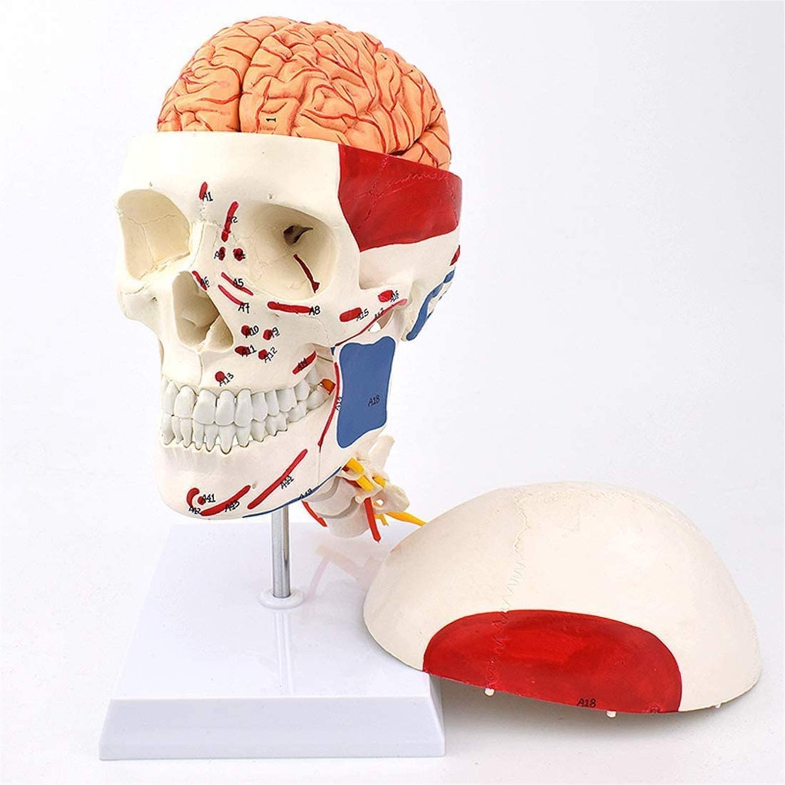 Buy Scientific Human, Anatomy Model, Educational Model Human Anatomy ...