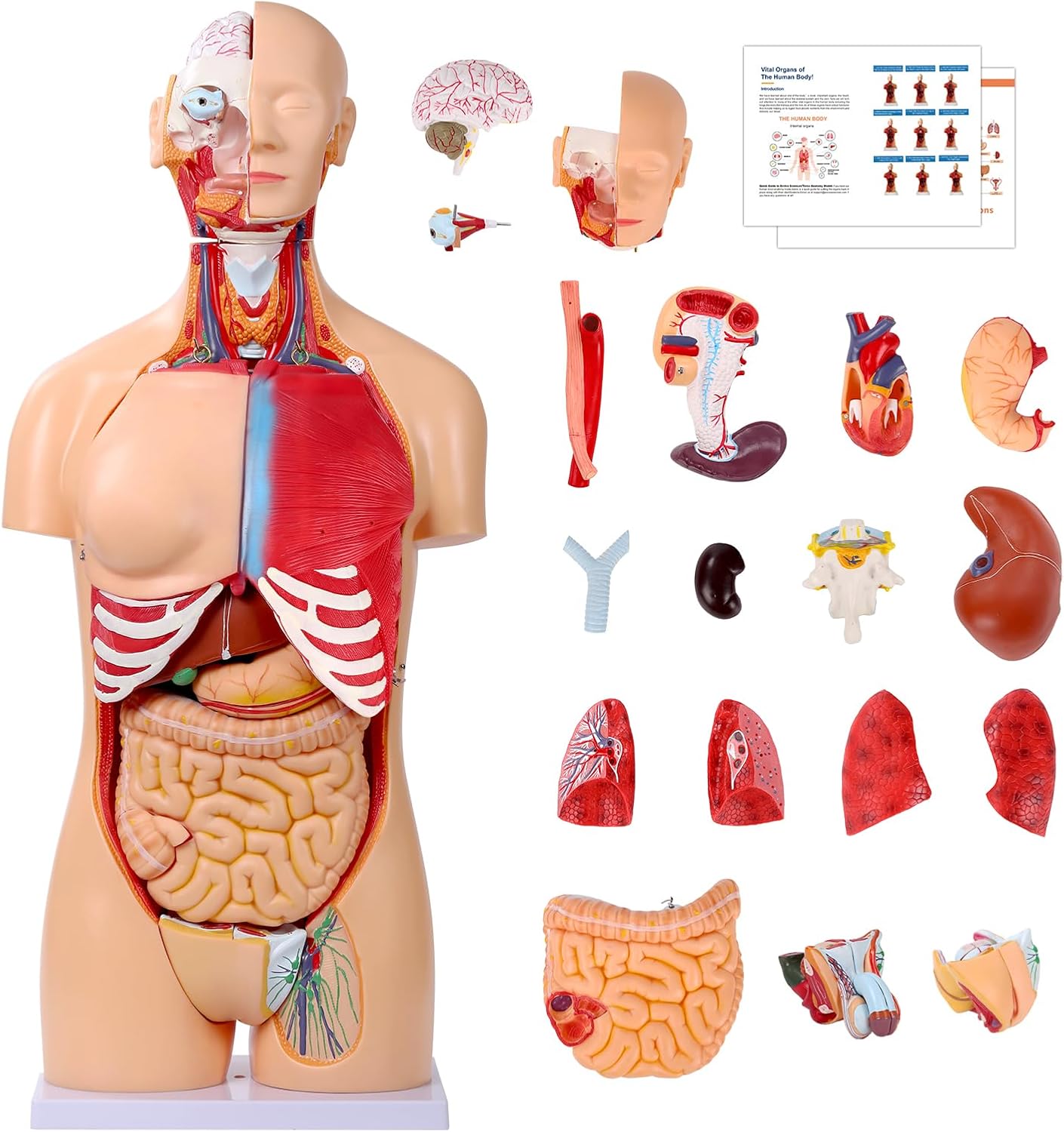 Sfxyj Human Torso Anatomy Model 33 4 Dual Sex 32 Part Removable Life Size With