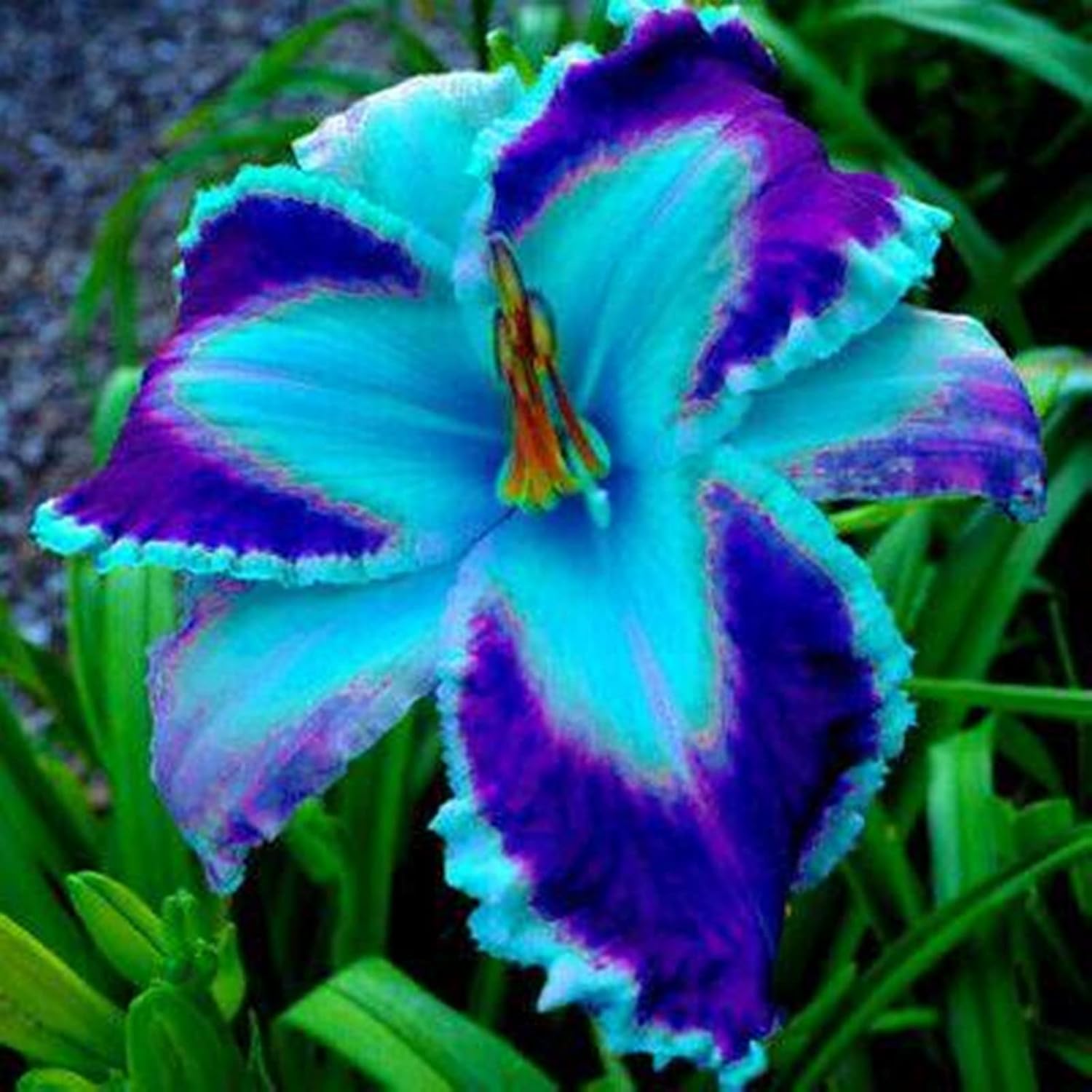 Amazon.com : (Daylily)-Planting-Professional Planting Now-25 Bulbs,b ...
