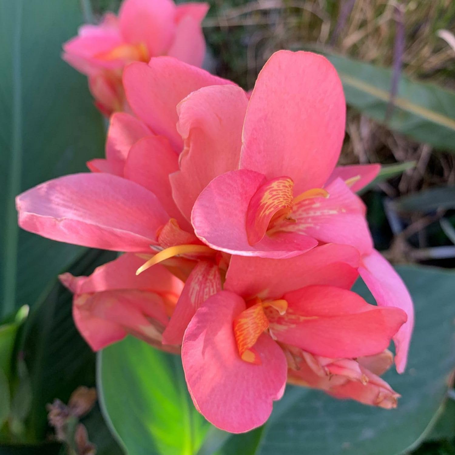 Amazon.com : Mainam Canna Liliy Glauca Pond Plant US Nursery Striking ...