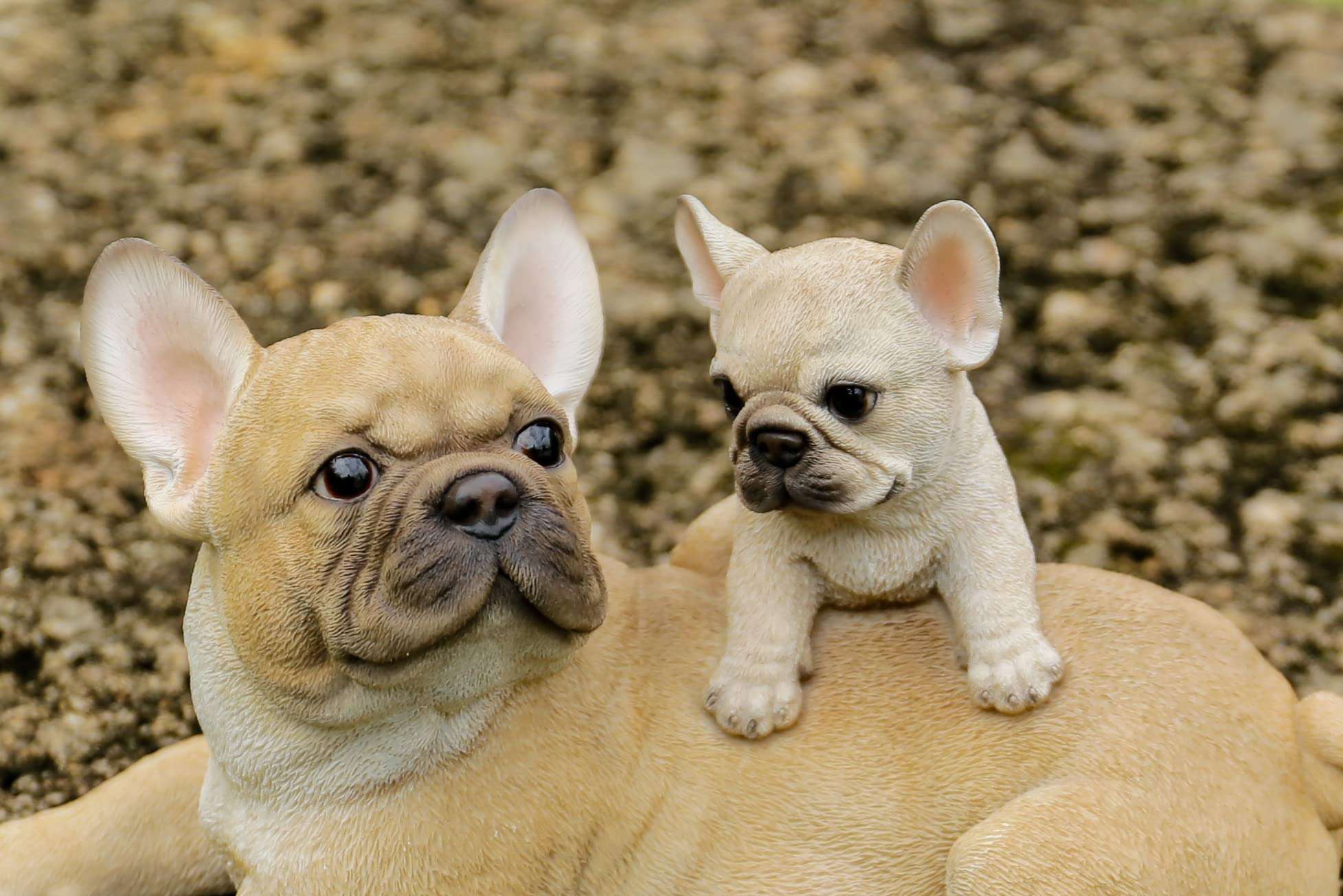 Baby Bull Dog