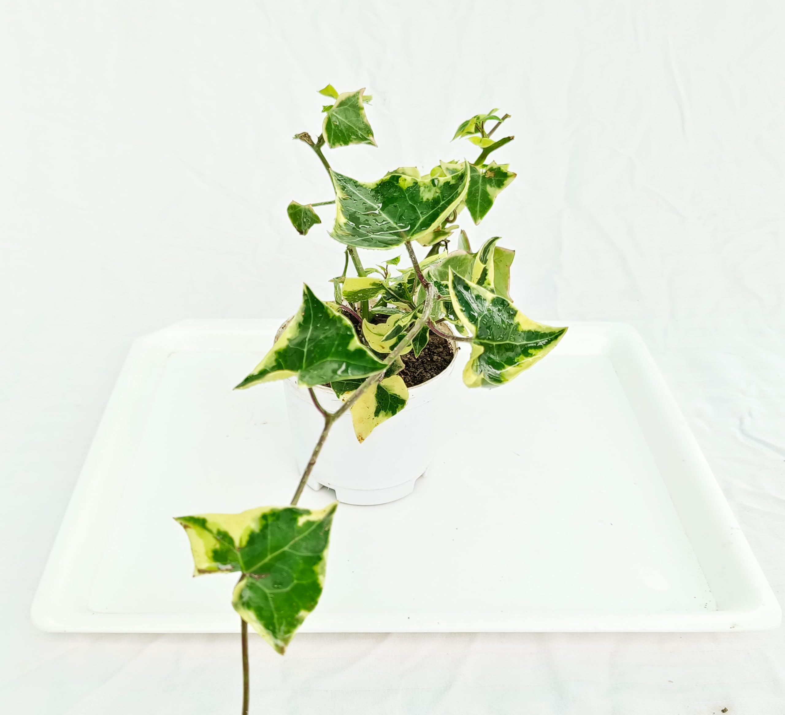 Farm Storey English Ivy Plant With Pot, Live air purifying plant ...