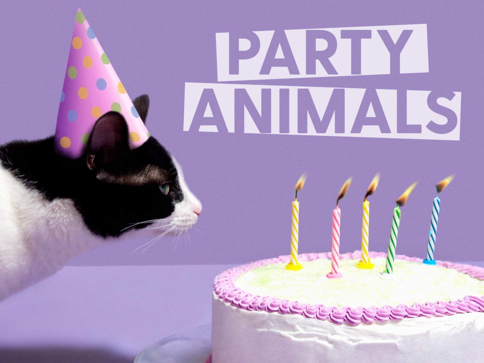 Watch Party Animals - Season 1 | Prime Video