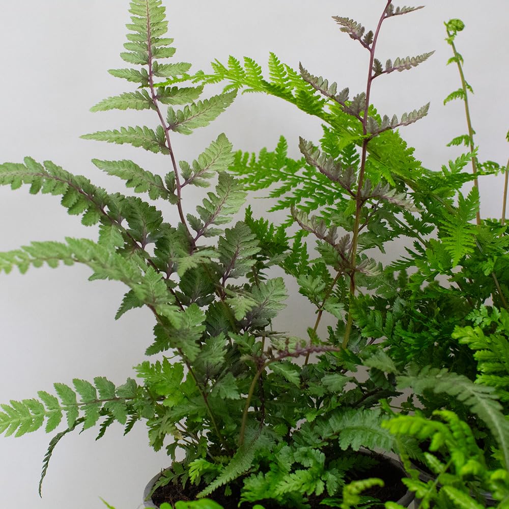Sun Loving Ferns Sun Loving Plants | Guan Lee Heng Landscaping Pte Ltd