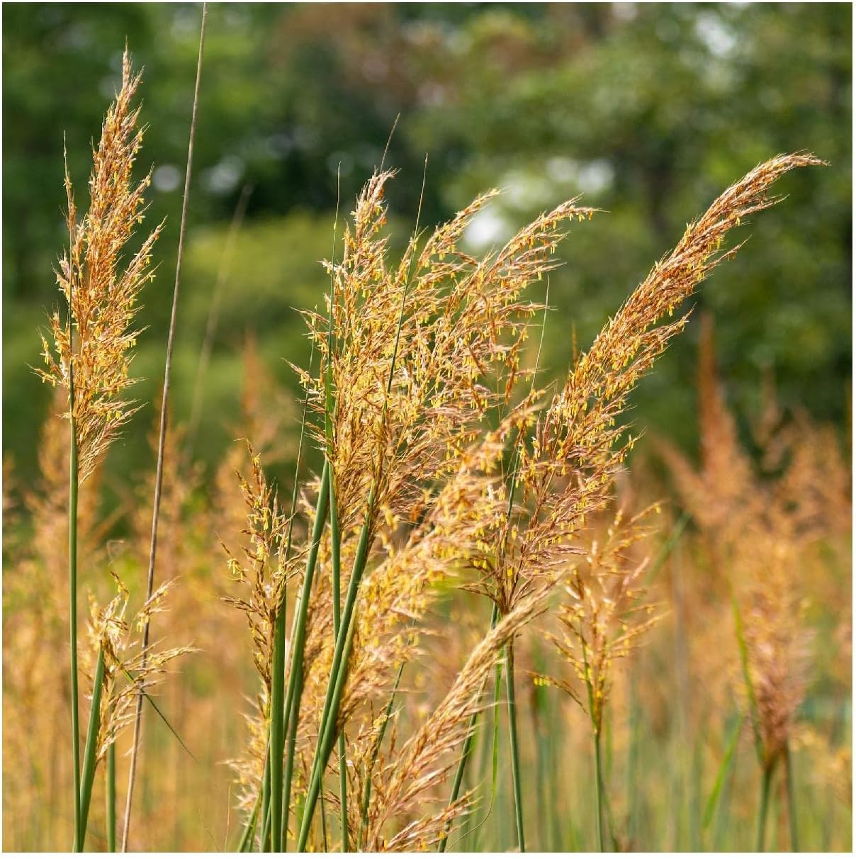 Amazon.com : Everwilde Farms - 1 Lb Indian Grass Native Grass Seeds ...