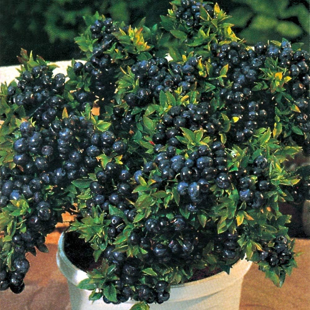 National Gardens Blackberry Fruit Seeds (Multicolour) -Pack of 10 Seeds ...