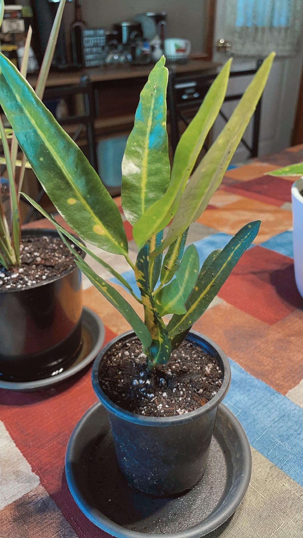 $12/mo - Finance Easy to Grow Houseplants (6 Pack) + Classic Houseplant ...