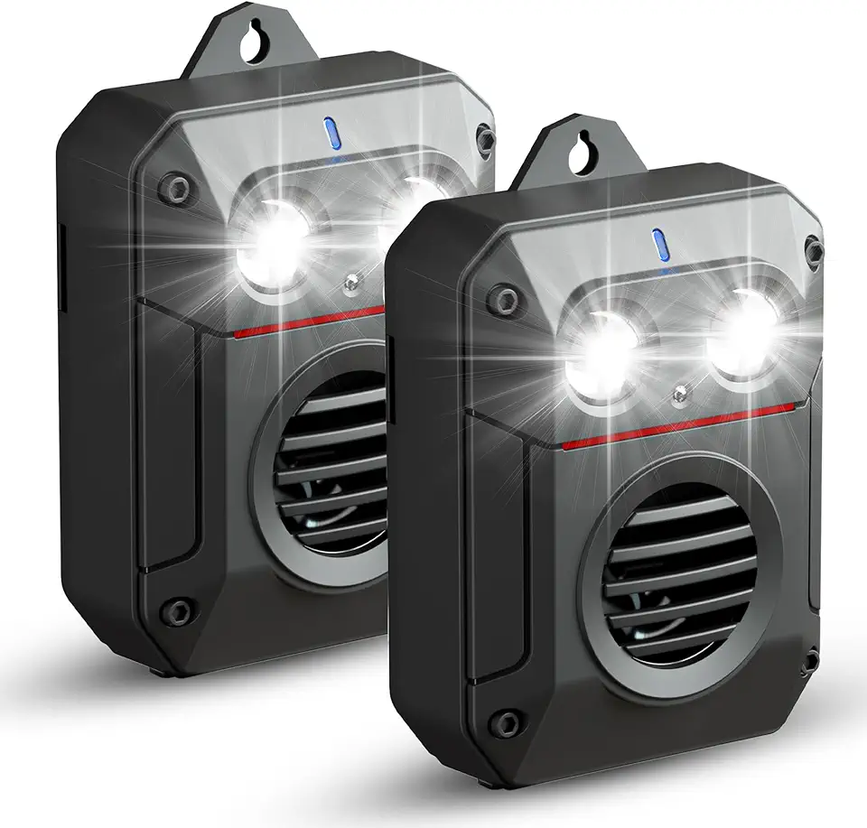 Exploring The Extent Of Rodent Travel: How Far Can These Creatures ...