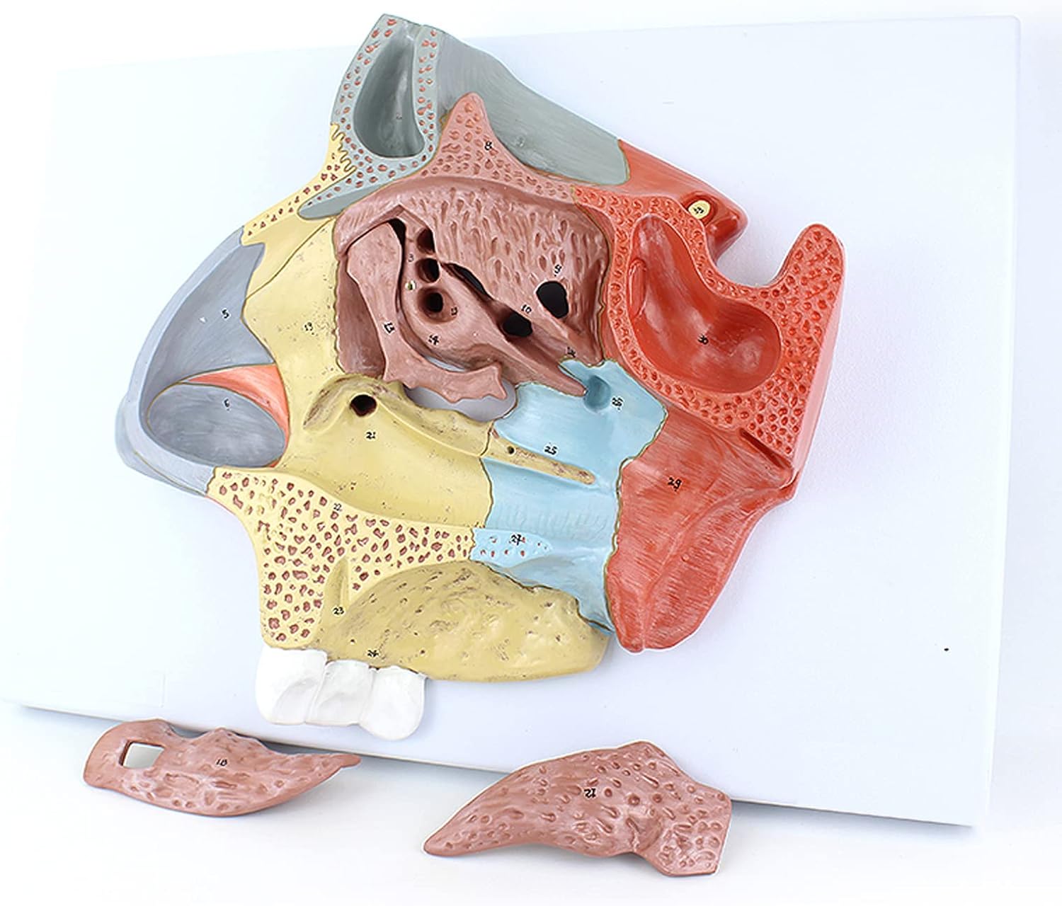 Amazon.com: Human Nasal Cavity Anatomy Model - Anatomical Nasal Cavity ...