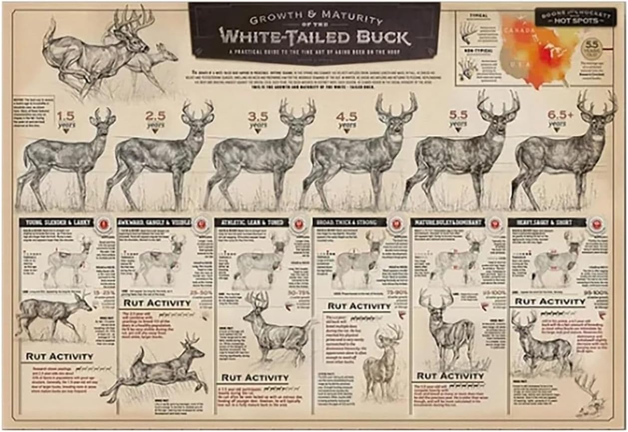 Amazon.com: GCACE The Growth And Maturity Of The White-tailed Buck ...