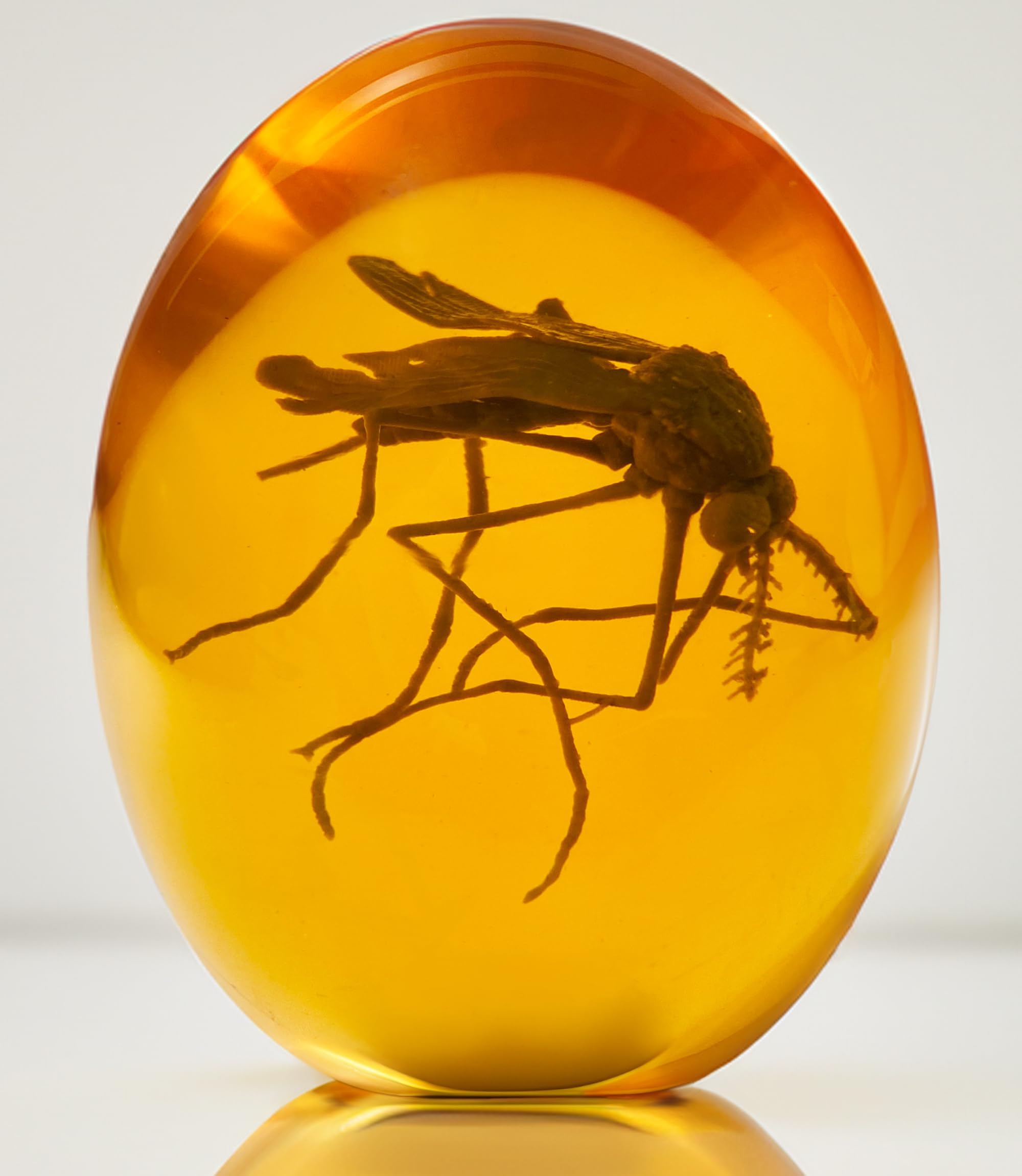 Amazon.com: VEOJEIN Jurassic Mosquito in Amber | Durable Resin Encased ...