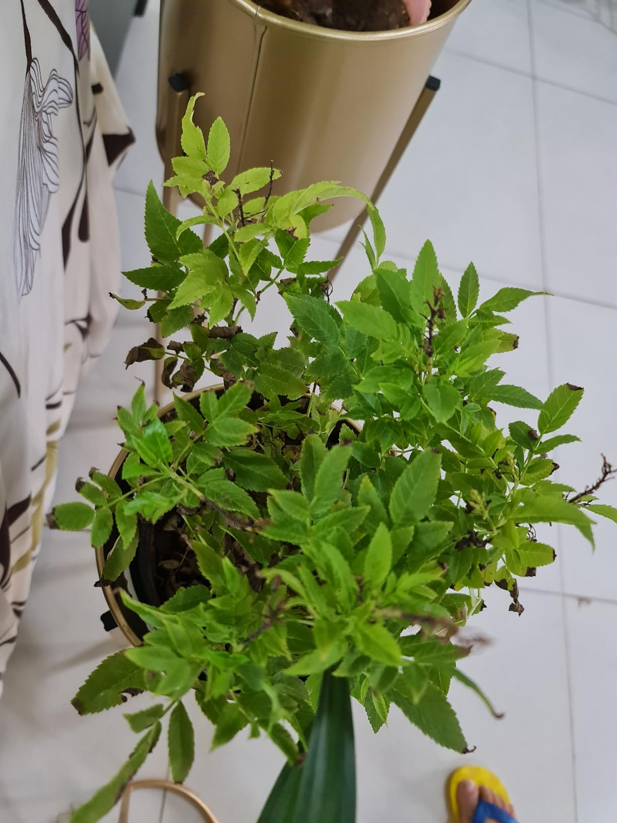 Buy Garden Art New Natural Live "Tecoma Yellow" dwarf | Round the year ...