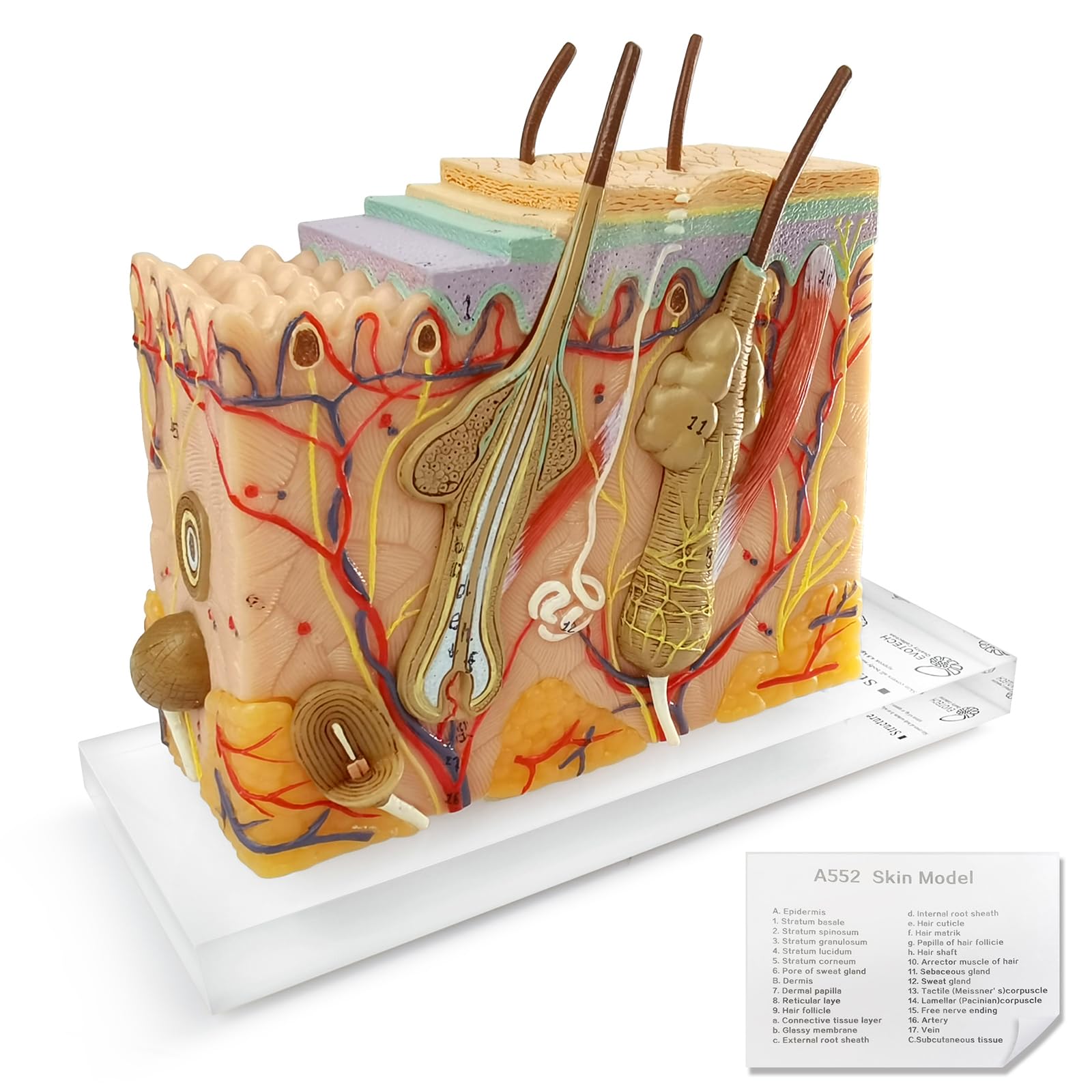 EVOTECH SCIENTIFIC Skin Anatomy Model, 35X Enlarged Skin Layer ...