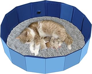 Understanding The Duration Of A Cat's Labor Process | PetShun