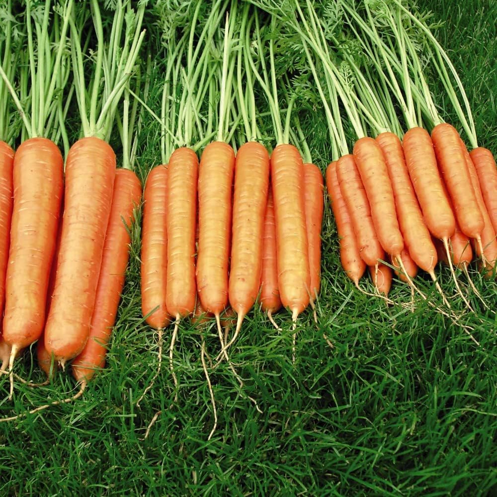 Carrot Seeds 'Sweet Candle' F1 Hybrid Daucus Carota Hardy Annual Late ...
