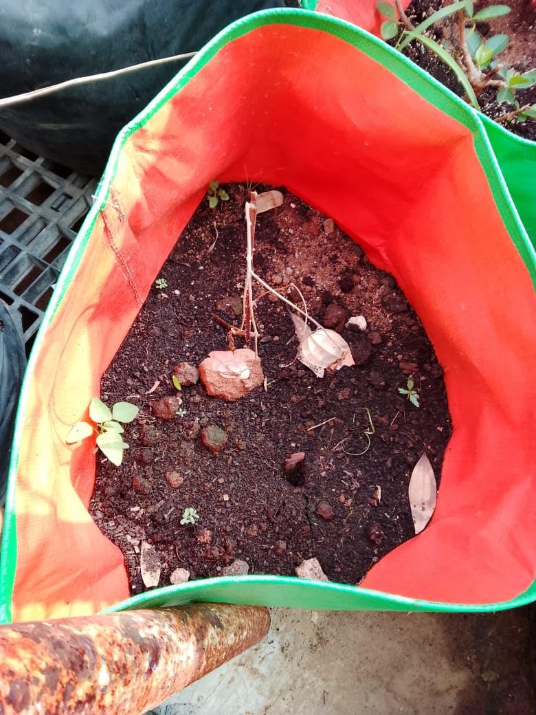 EverSneh Live Rare Fruit Custard Apples Sharifa Sitaphal Pazham ...