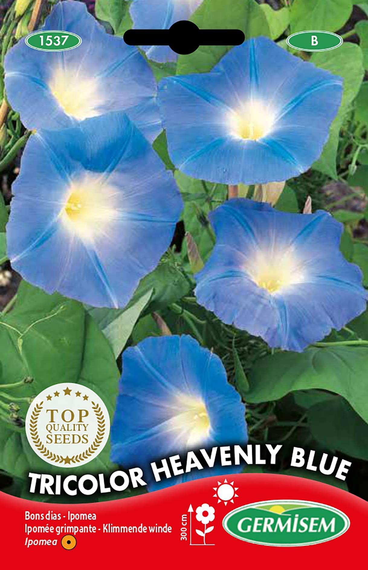 BALDUR Garten Trichterwinde 'Blue Hardy', 1 Pflanze, Ipomoea indica ...