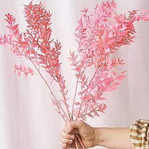 Amazon.com: 17'' Tall Dried Pink Italian Ruscus Bulk - 5 Stem 100% ...