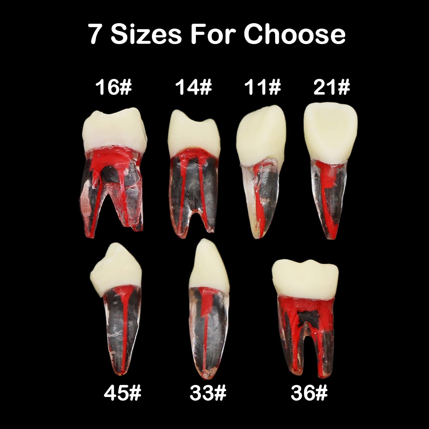 7 unids dientes canal raíz modelo endodoncia archivo RCT práctica pulpa ...