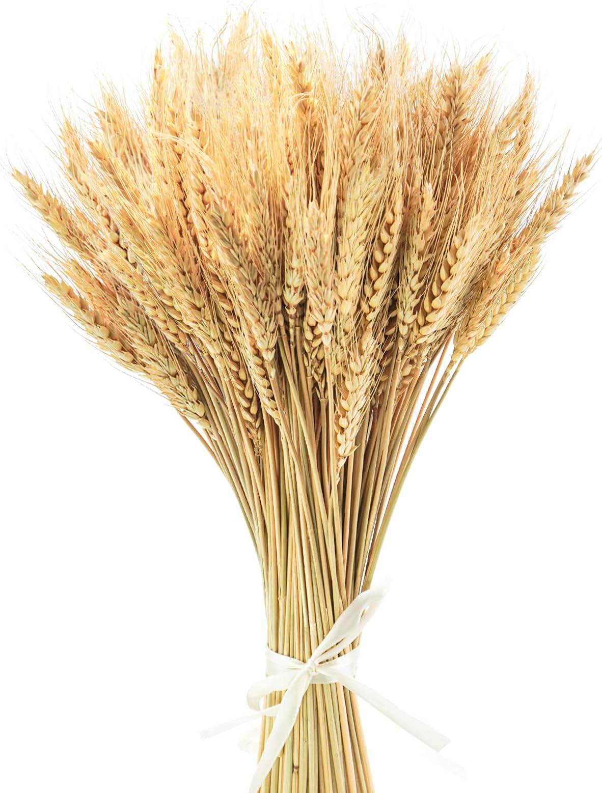 Amazon.com: 100 Stems Dried Wheat Stalks Dried, Natural Ear of Wheat ...