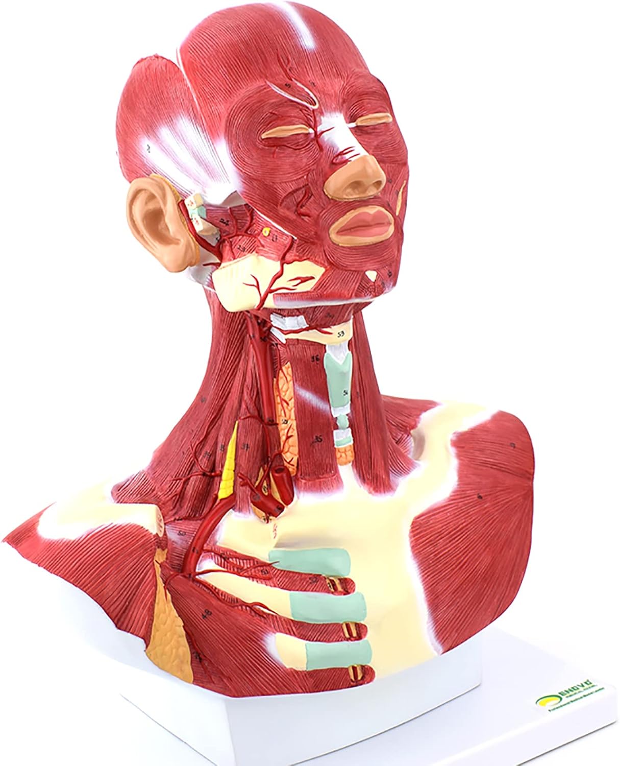 Amazon.com: Human Head and Facial Muscle Anatomy Head, Neck and Chest ...