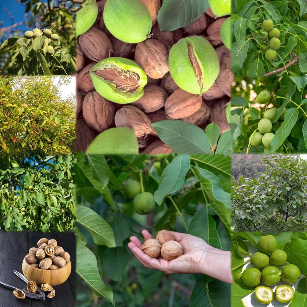 Nut Tree Identification Winter Tree Identification Part I: Deciduous