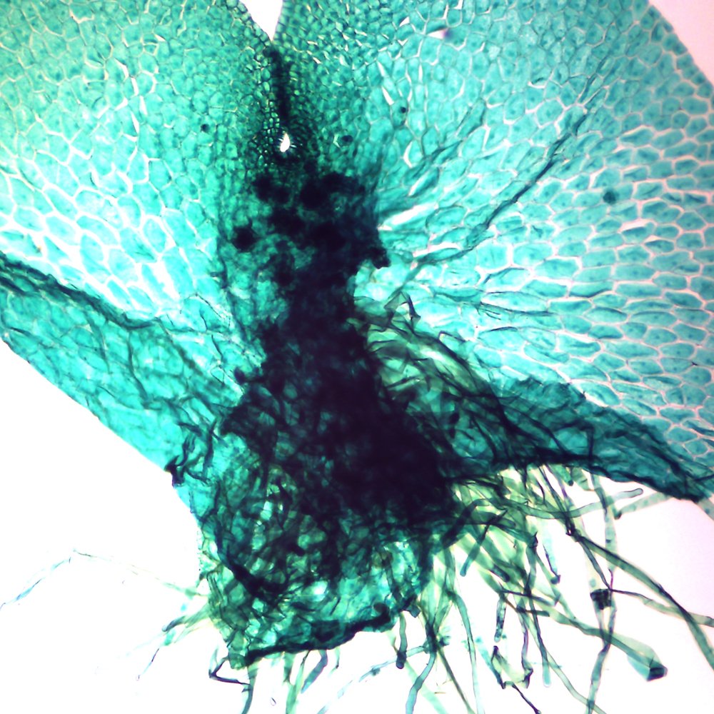 Fern Prothallium Filamentous