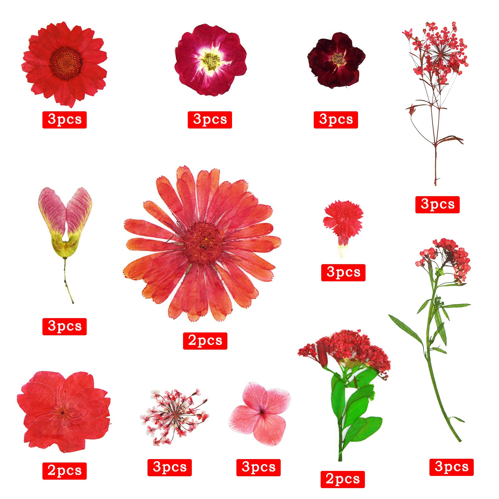 Types Of Red Flowers Names