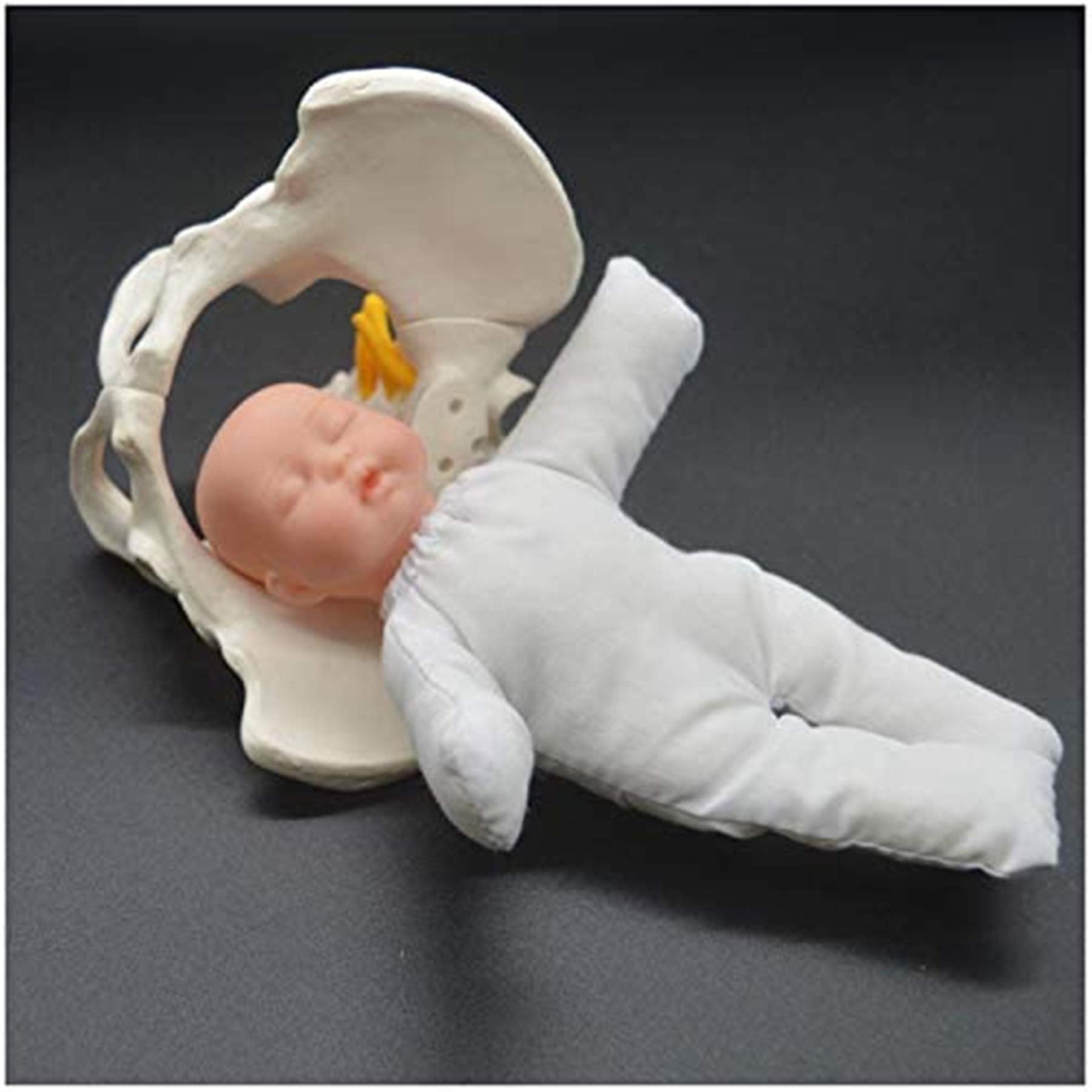 Buy Female Pelvis Childbirth Model - Mini Female Pelvis And Baby Model ...