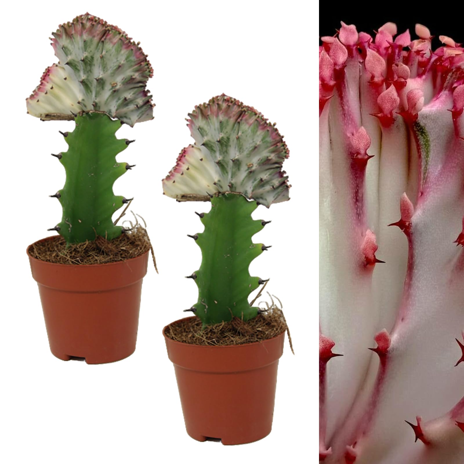 Carbeth Plants - 2 x Euphorbia lactea Cristata Real Coral Cactus in ...
