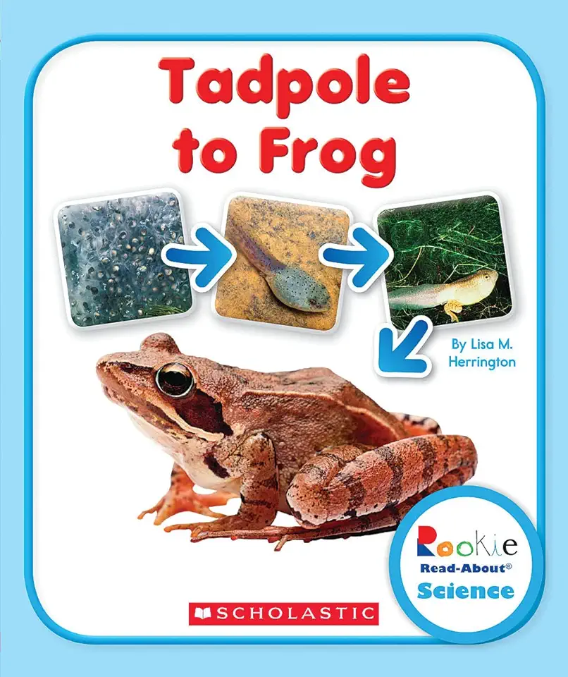 Understanding The Life Cycle Of Toads: From Tadpoles To Adult Toads ...