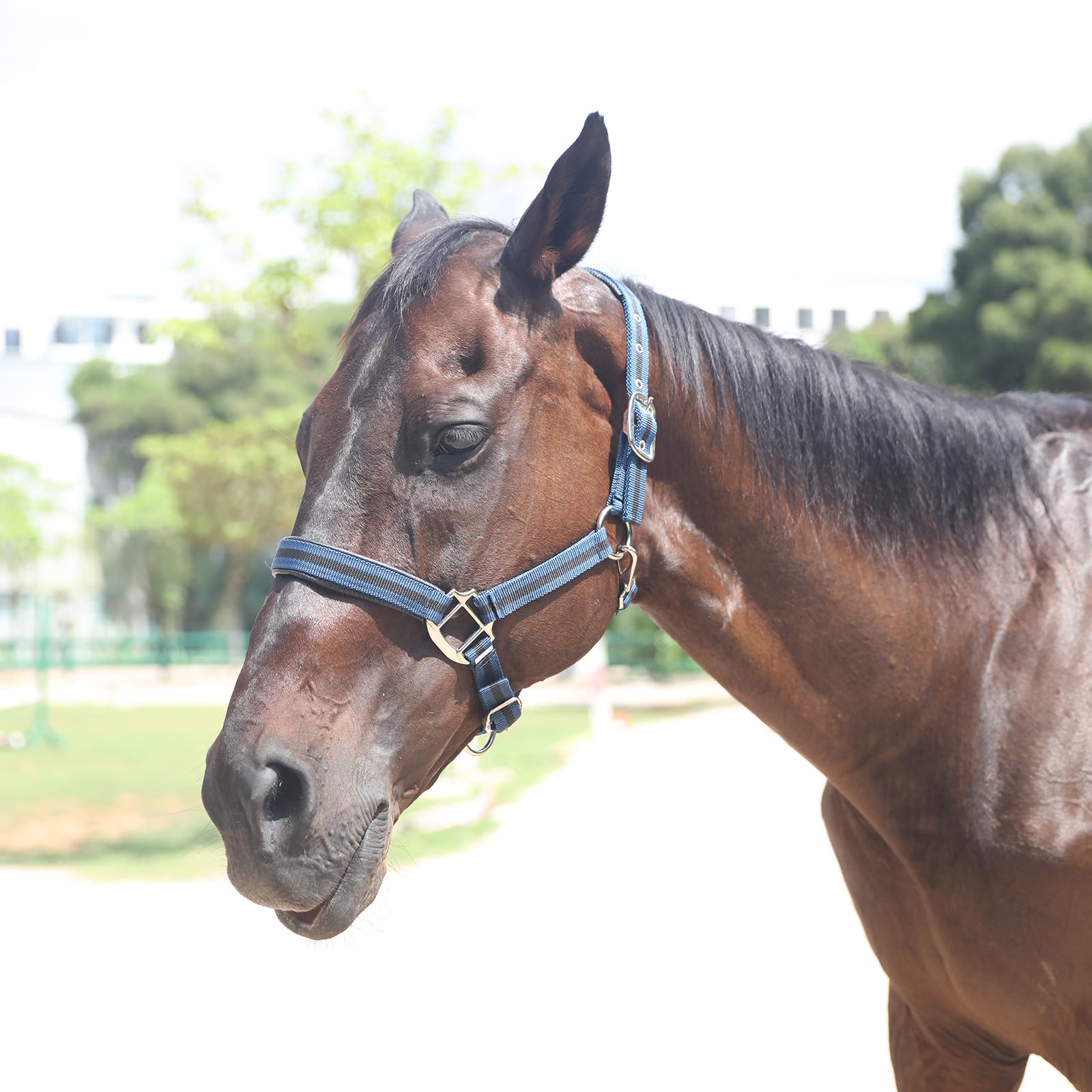 Snapklik.com : Gallopoff Adjustable Horse Halters - Heavy Duty Nylon ...