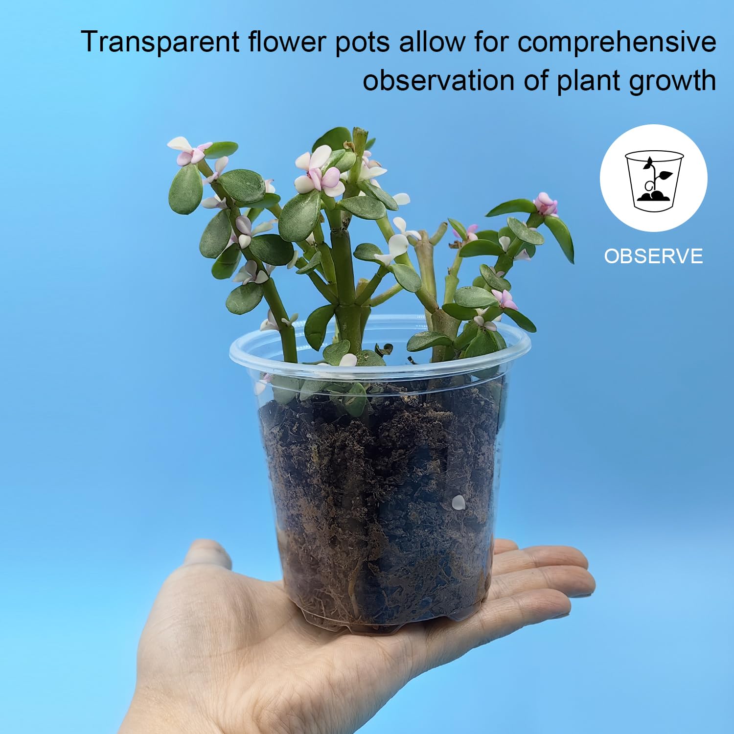 Snapklik.com : RooTrimmer Clear Seeding Pots 20 Pack 2.7 Inches Round ...