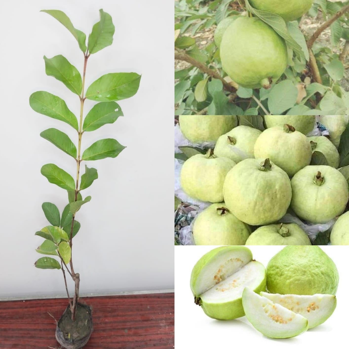 Golden Bloom Guava Plant Guava Tree HYbrid Air Layering Thai -7 All ...