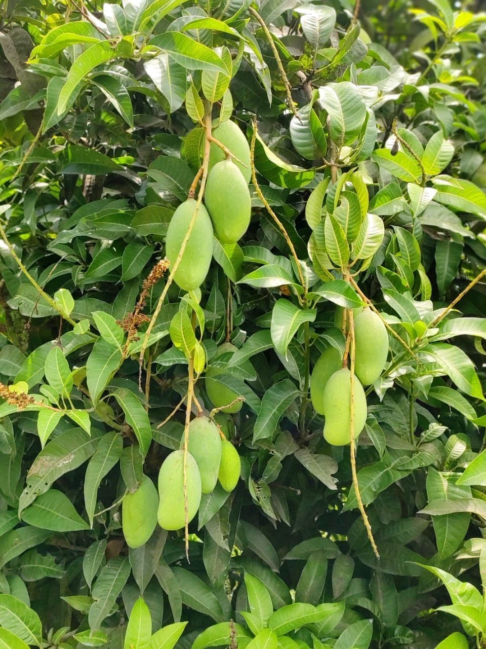 Soha Choice Thai All Time Katimon Mango Healthy (GRAFTED) Live Plant ...