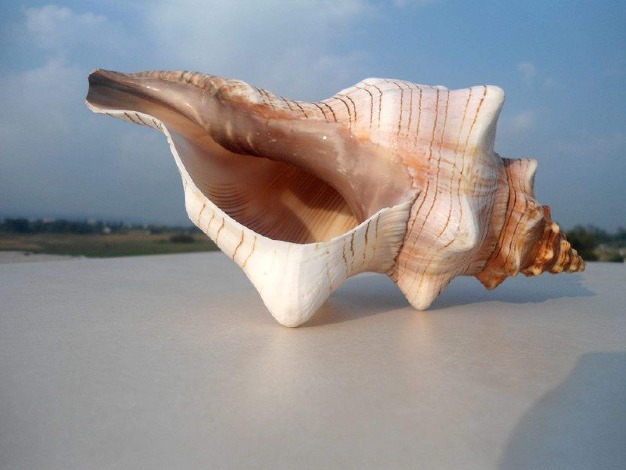 Conch Shell Lord Of The Flies