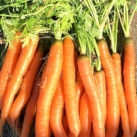Kraft Seeds Vegetable Carrot Kuroda Seeds for Home Garden (1 Packet ...