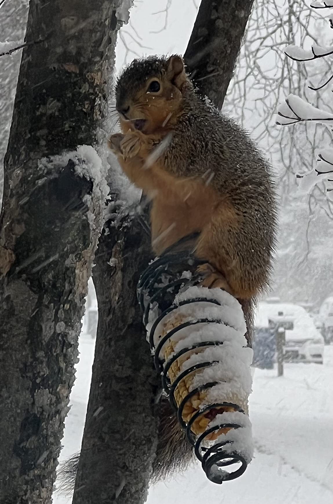 Amazon.com: JFozze Squirrel Corn on Cob, Bulk Wildlife Food for Winter ...