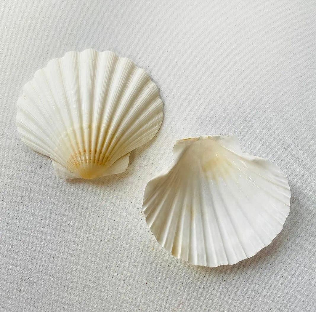 Buy SR -Clam Seashell Big Size (2Pc) for Aquariums/Art and Crafts ...