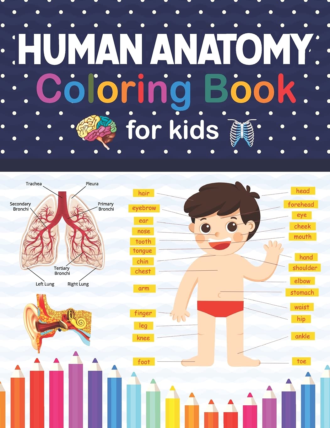 Buy Human Anatomy Coloring Book For Kids: Human Body Anatomy Coloring ...