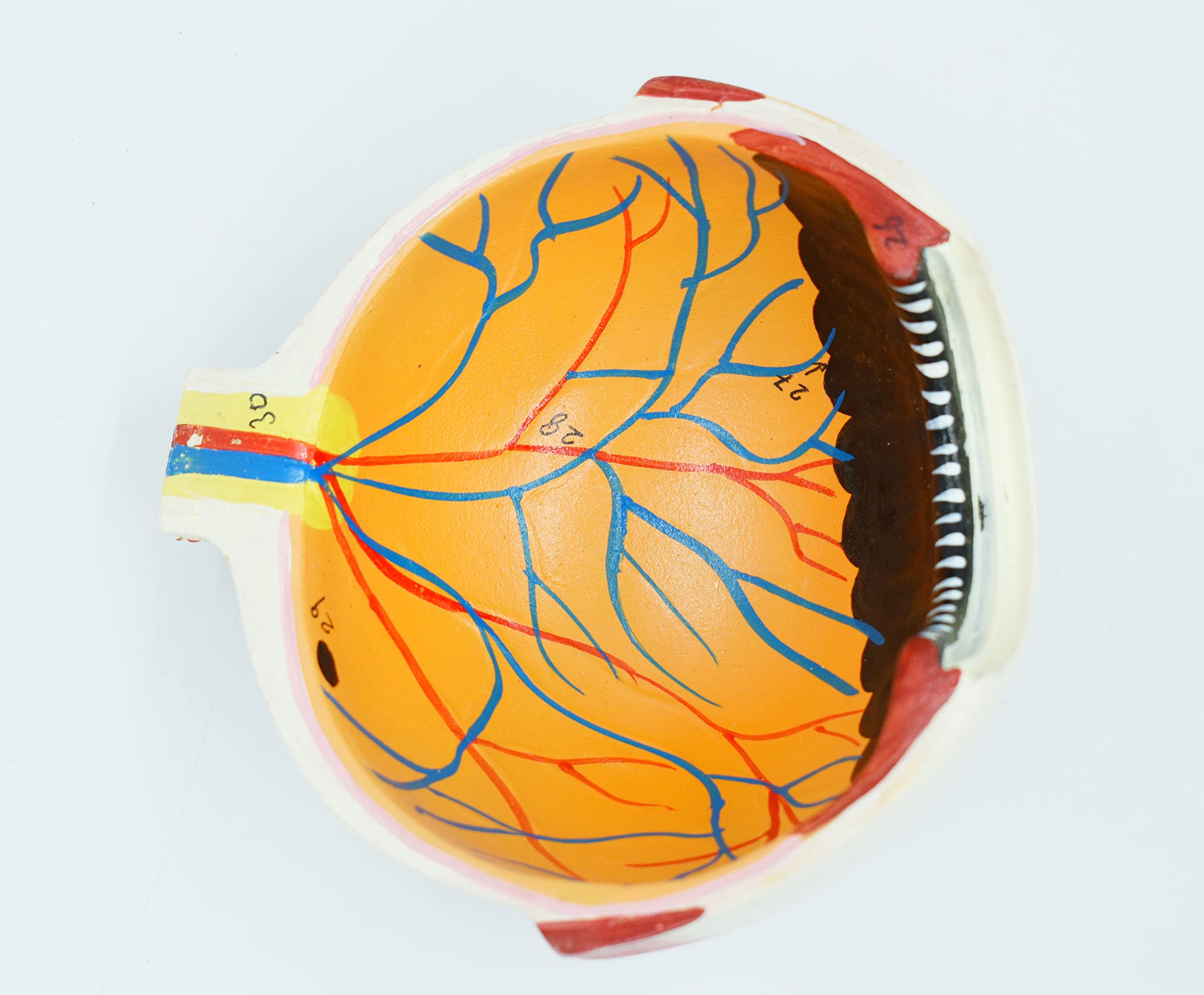 Macula Lutea Eye Model Macula Lutea Its Role In Macular Degeneration