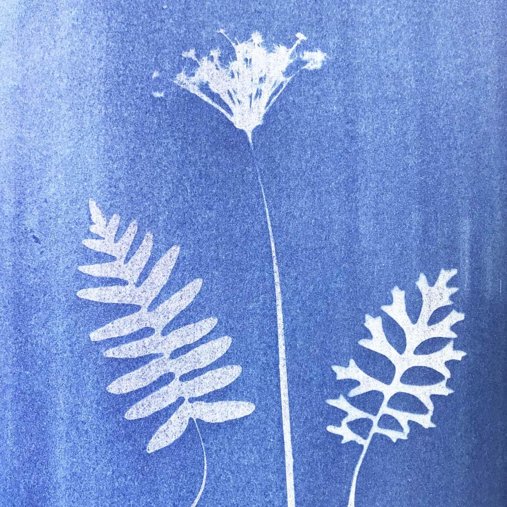 SunCreations Cyanotype Paper, High Sensitivity Sunprint Nature Printing ...
