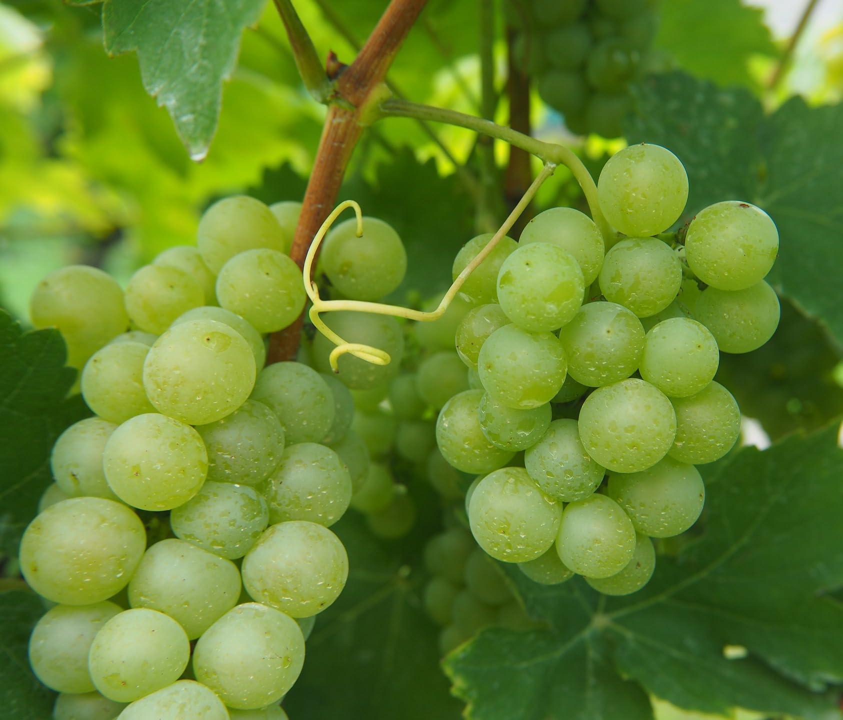 Amazon.com : Seedless Green Grape Vine Plant, Sweet Garden Fruits, Non ...