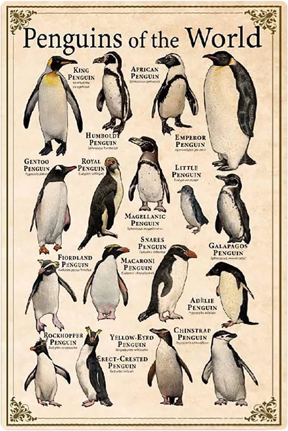 Amazon.com: Types of Penguins Aluminium Poster Penguins of The World ...